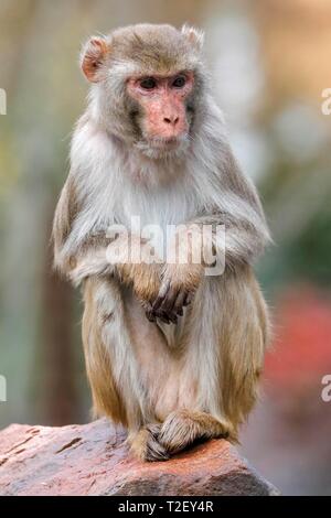 A rhesus monkey sitting on a stone wall with a piece of fruit in one ...