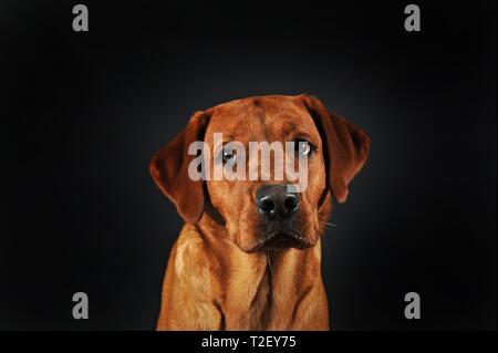Portrait of sad yellow labrador dog looking up with puppy dog eyes ...