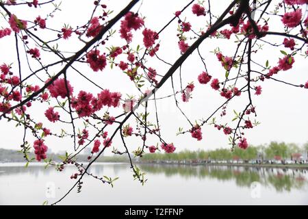 Hangzhou, Hangzhou, China. 31st Mar, 2019. Hangzhou, CHINA-Spring ...