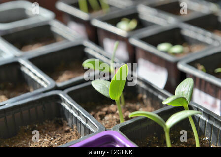 sprouts growing in little pots in a greenhouse Stock Photo - Alamy