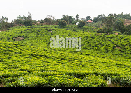 Tea plantation, Uganda Stock Photo - Alamy