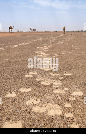 Camels footprint in the desert of red sand Stock Photo - Alamy