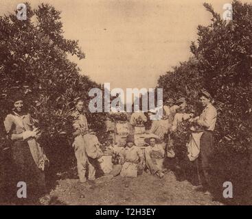 The orange pickers, Los Angeles, California - Cueillette des oranges à ...