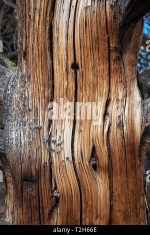 Weathered old juniper tree frame bright colorful view of Grand Canyon ...