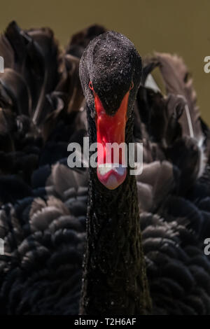 White swan facing forward Stock Photo - Alamy