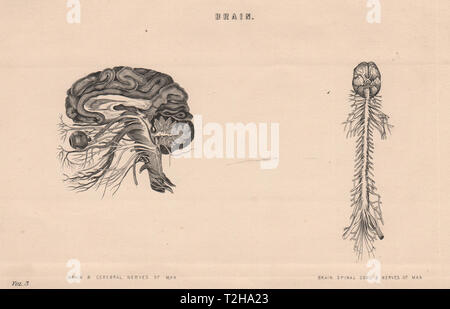 Vintage anatomy print of the human brain depicting the nerves and ...