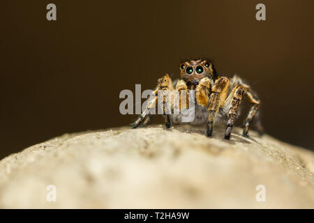 This spider is known to eat small insects like grasshoppers, flies ...