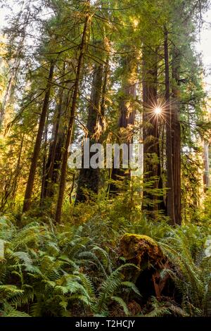 Coastal sequoia trees (Sequoia sempervirens), sunbeam shines through ...