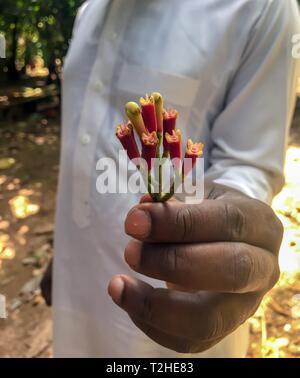 Cloves, Zanzibar (Syzygium aromaticum), Clove, Cloves, Tanzania Stock ...