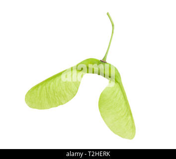 maple seed isolated on white Stock Photo - Alamy