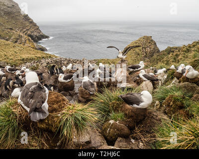 View of a Black-browed albatross colony with birds incubating on their ...