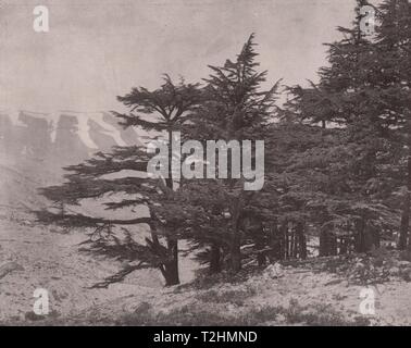 Cedars of Lebanon Stock Photo - Alamy