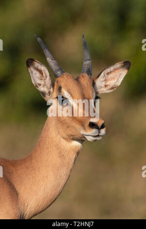 Impala (Aepyceros melampus) male, KwaZulu-Natal, South Africa Stock ...