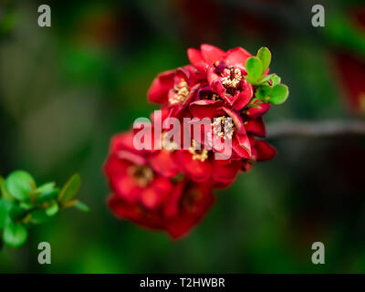 chinese quince blossoms open on a thorned quince tree in a park in ...