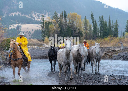 American cowboys work hard regardless of rain or shine Stock Photo - Alamy