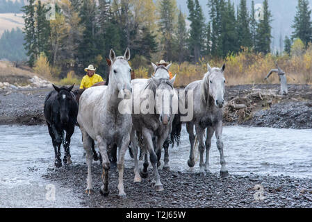 American cowboys work hard regardless of rain or shine Stock Photo - Alamy