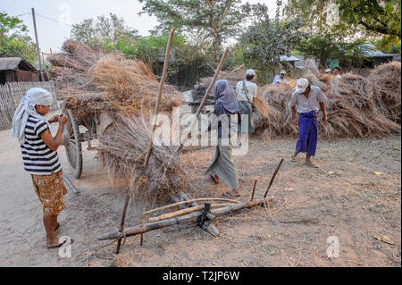 Peanut Farmers. Bagan. Myanmar Stock Photo - Alamy