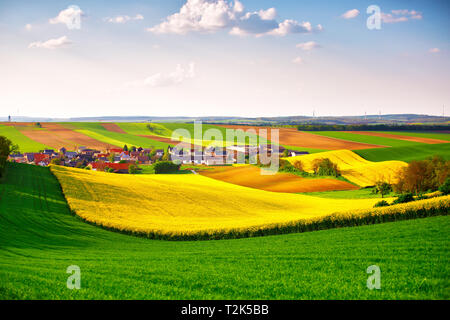 Canola Fields of Gold on Bright Sunny Day from Aerial Drone near ...