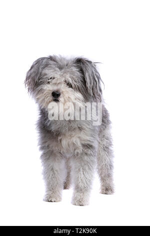 Hungarian Pumi or Hungarian herding terrier in front of a white ...
