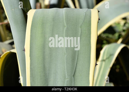 Sentry plant, century plant, maguey or American aloe, Agave americana ...