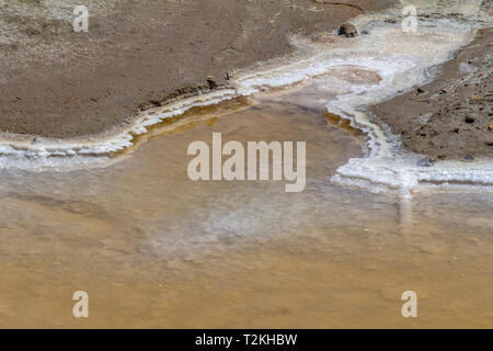 riparian closeup at a brine lagoon in the Camargue, a natural region in ...