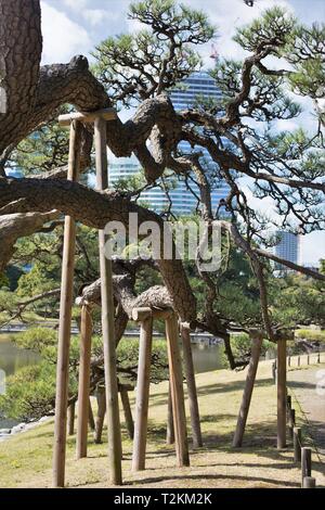 An old pine tree being supported by wooden brace, at Hamarikyu Gardens ...