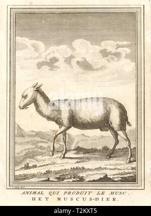 'Animal qui produit le Musc'. Musk deer. South Asia 1751 old antique ...