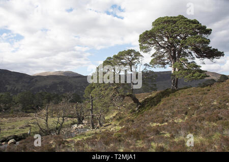 Caledonian Pine forest, Glen Affric, Highlands, Scotland Stock Photo ...