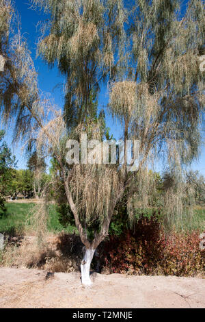 Shrub Saxaul (Haloxylon Stock Photo - Alamy