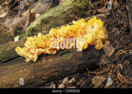 golden ear or yellow brain fungus, Tremella aurantia, Naemateliaceae ...