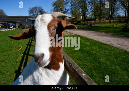 Bucks Goat Centre, Stoke Mandeville, Aylesbury, Buckinghamshire, UK ...