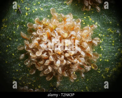 Sorus or a cluster of sporangia of Polypodium vulgare, the common ...