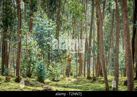 Eucalyptus tree, Kinigi, Rwanda Stock Photo - Alamy