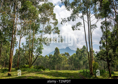 Eucalyptus tree, Kinigi, Rwanda Stock Photo - Alamy