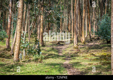 Eucalyptus tree, Kinigi, Rwanda Stock Photo - Alamy