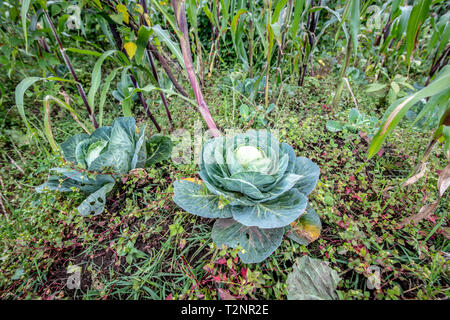 Cabbage on small farms near Volcanos National Park , Rwanda Stock Photo ...