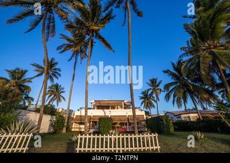 Coconut trees in Mauritius island Stock Photo - Alamy