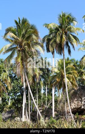 Baracoa, Cuba - coconut palm trees, natural landscape Stock Photo - Alamy