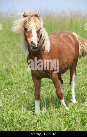 Nice young chestnut welsh mountain pony on pasturage Stock Photo - Alamy