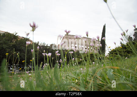 View of the Colosseum by a lawn on the Colle Oppio (Photo by Matteo ...