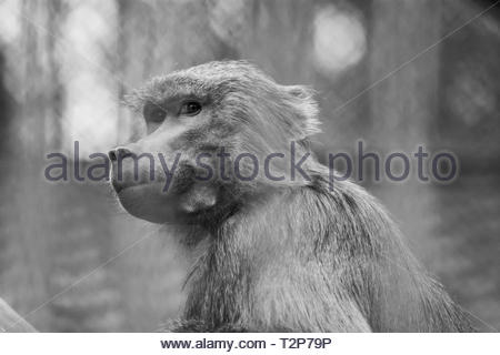 A sad looking monkey in a zoo with hand on glass of enclosure Stock ...