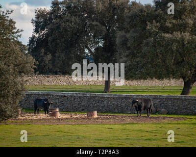 Bulls of toro de lidia breed in the dehesa in Salamanca, Spain. Concept ...