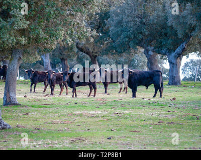 Bulls of toro de lidia breed in the dehesa in Salamanca, Spain. Concept ...