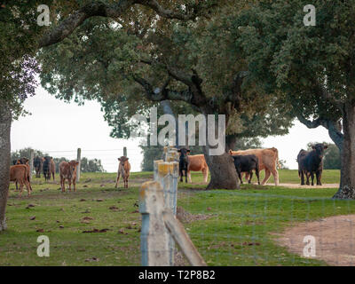 Bulls of toro de lidia breed in the dehesa in Salamanca, Spain. Concept ...