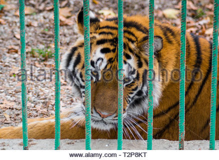 sad tiger in a cage Stock Photo: 104566612 - Alamy
