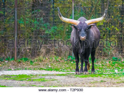 African Watusi bull (Bos taurus africanus), a.k.a. Ankole-Watusi Stock ...