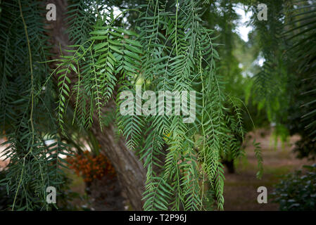 Peruvian Pepper foliage (Schinus molle), Anacardiaceae. Detail Stock ...