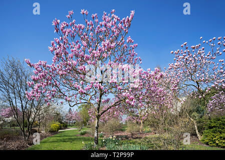 Magnolia 'Raspberry Ice' flowering in early spring in a Plymouth garden ...