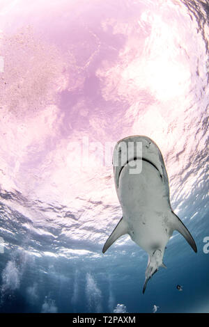 Low angle underwater view of tiger shark swimming over a sandy bottom ...