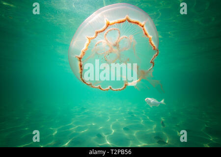 Moon jellyfish harbouring baby fish for protection against predators ...